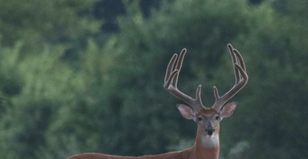 heavyrackdeerfeed.com